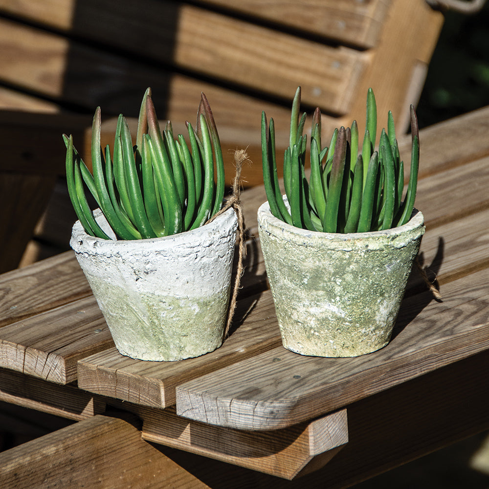 Whitestone Cactus Pot & Saucer | 2 Sizes – Cavendish Home