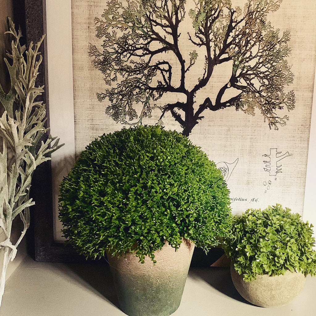 Miniature Hebe in Pot – Cavendish Home